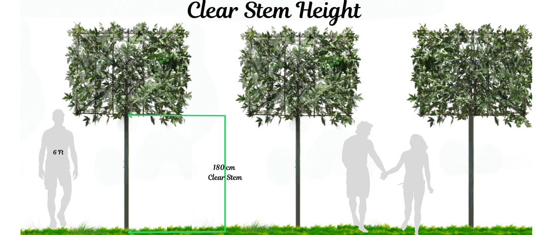 Pleached Trees for Sale Online | Twilight Gardens