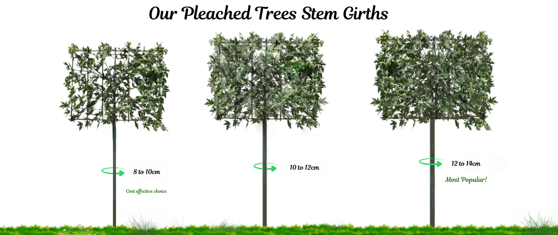 Pleached Trees for Sale Online | Twilight Gardens