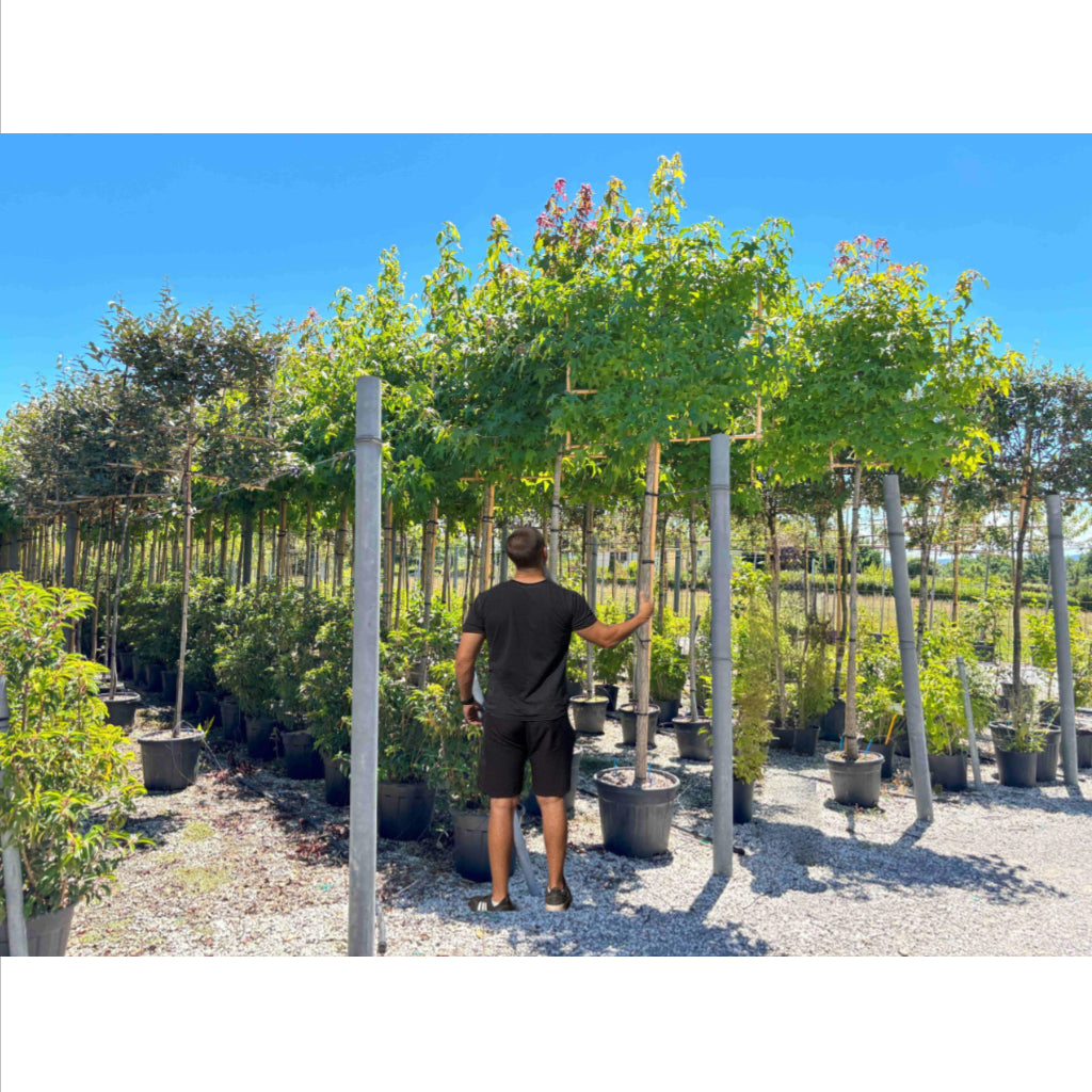 Sweetgum Pleached Tree | Liquidambar Styraciflua | 1.8m Clear Stem, 1 ...